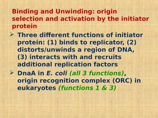 DNA replication | PDF