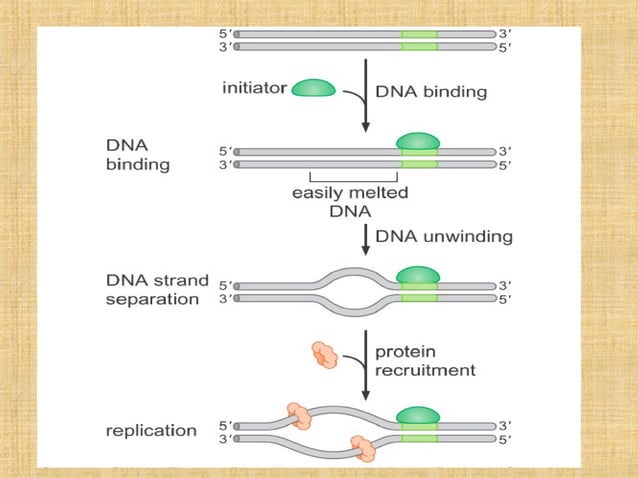 DNA replication | PDF