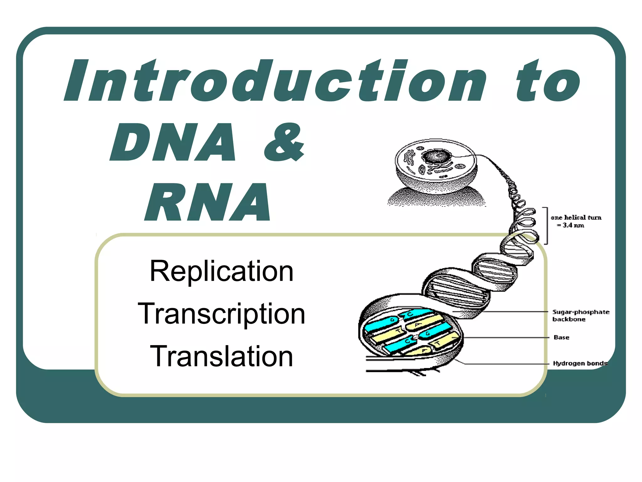 DNA Replication | PPT
