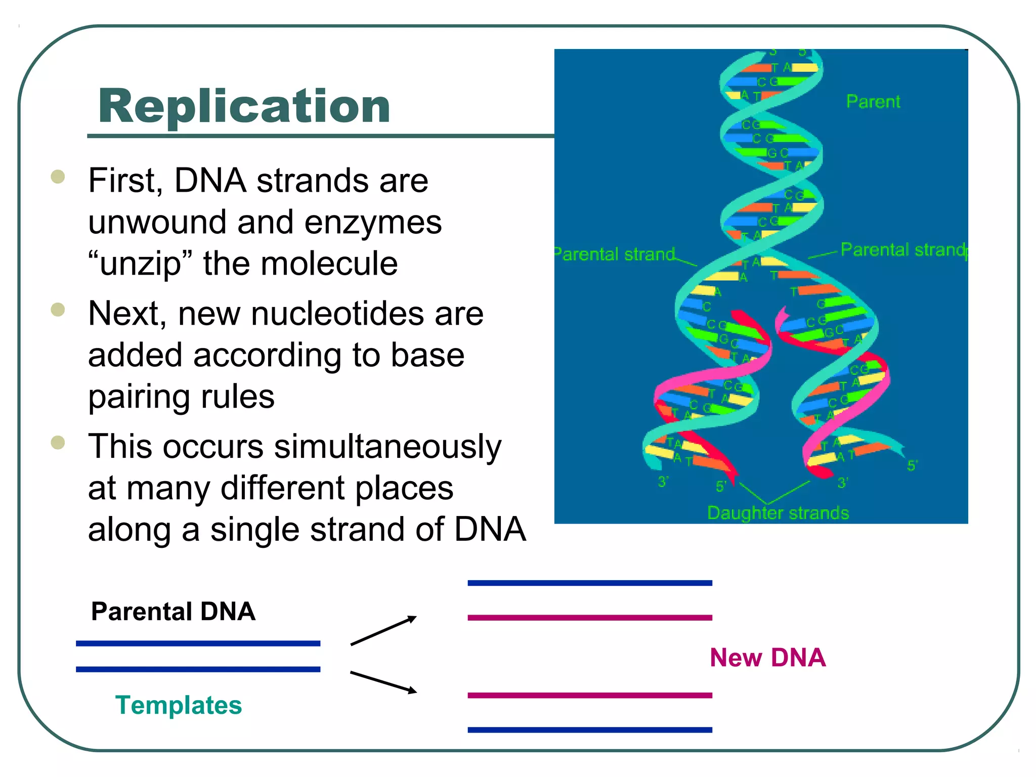 DNA Replication | PPT