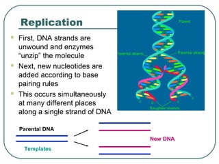 DNA Replication | PPT