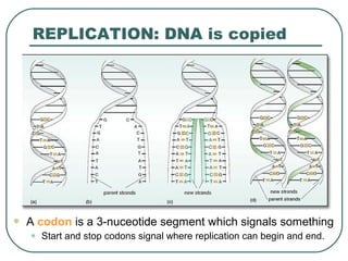 DNA Replication | PPT