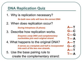 DNA Replication | PPT
