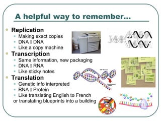 DNA Replication | PPT