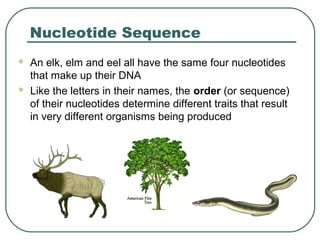 DNA Replication | PPT