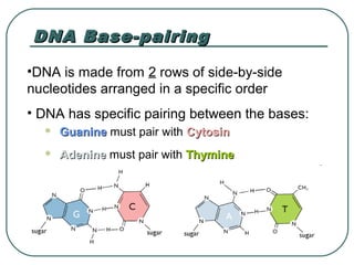 DNA Replication | PPT