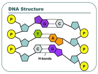 DNA Replication | PPT