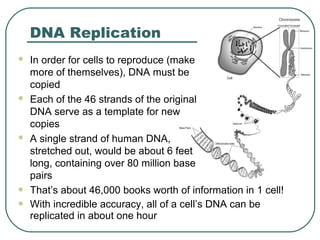 DNA Replication | PPT