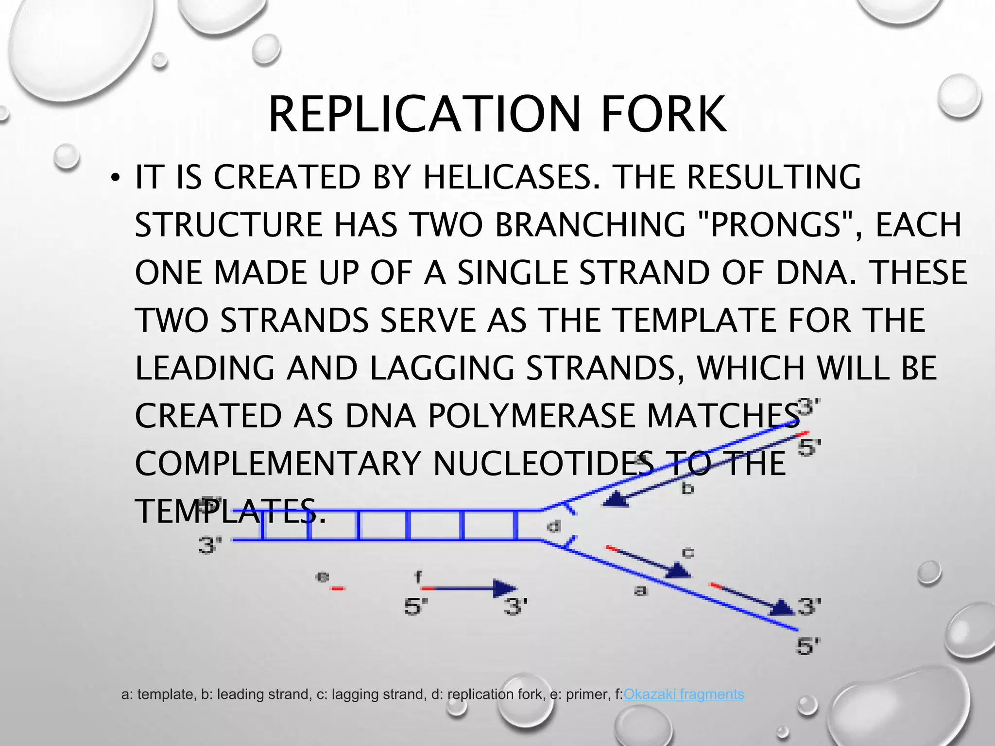Dna replication short notes | PPTX