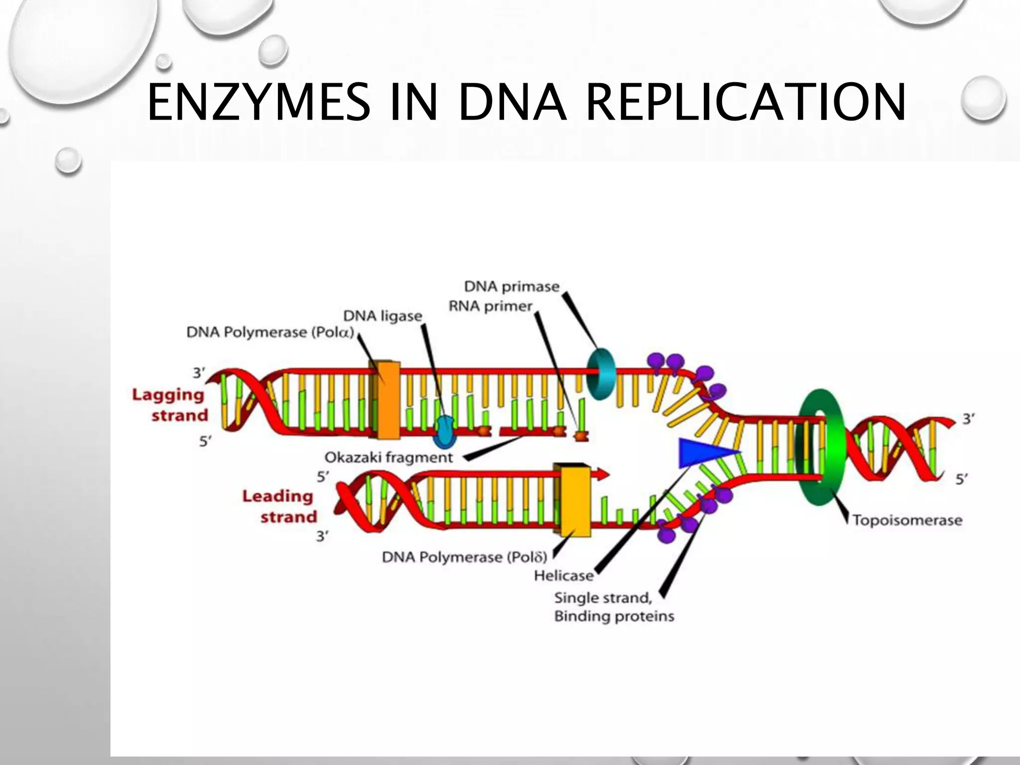 Dna replication short notes | PPTX