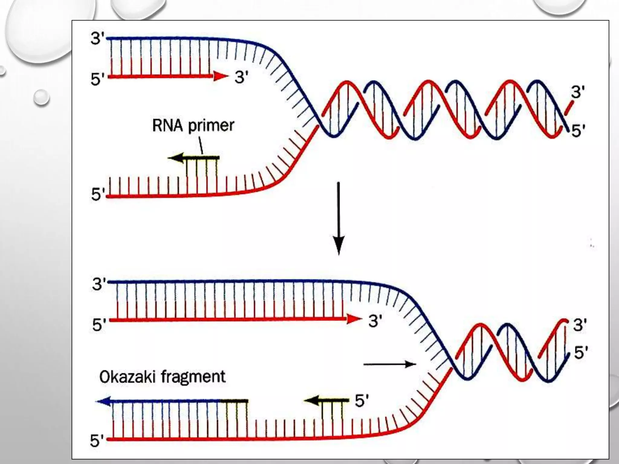 Dna replication short notes | PPTX