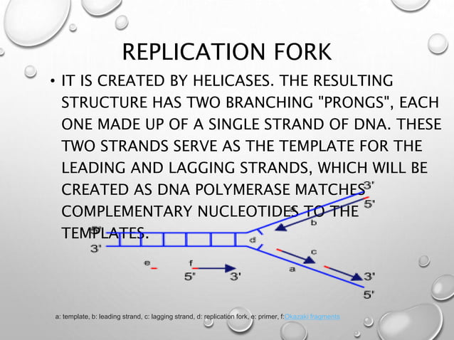 Dna replication short notes | PPTX | Chemistry | Science