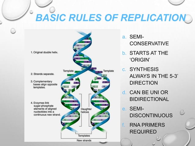 Dna replication short notes | PPTX | Chemistry | Science