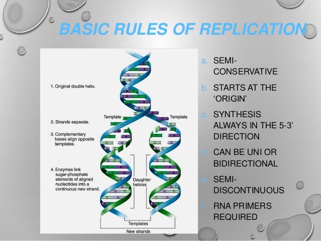 Dna replication short notes