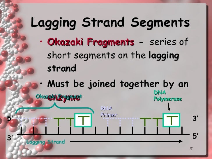 Difference between okazaki fragment and lagging strand - loperslab