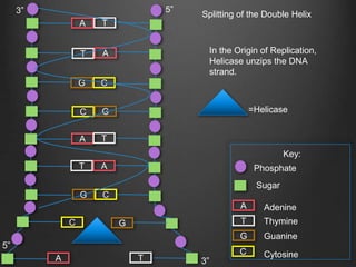 Dna rep lzanaglio | PPTX | Chemistry | Science