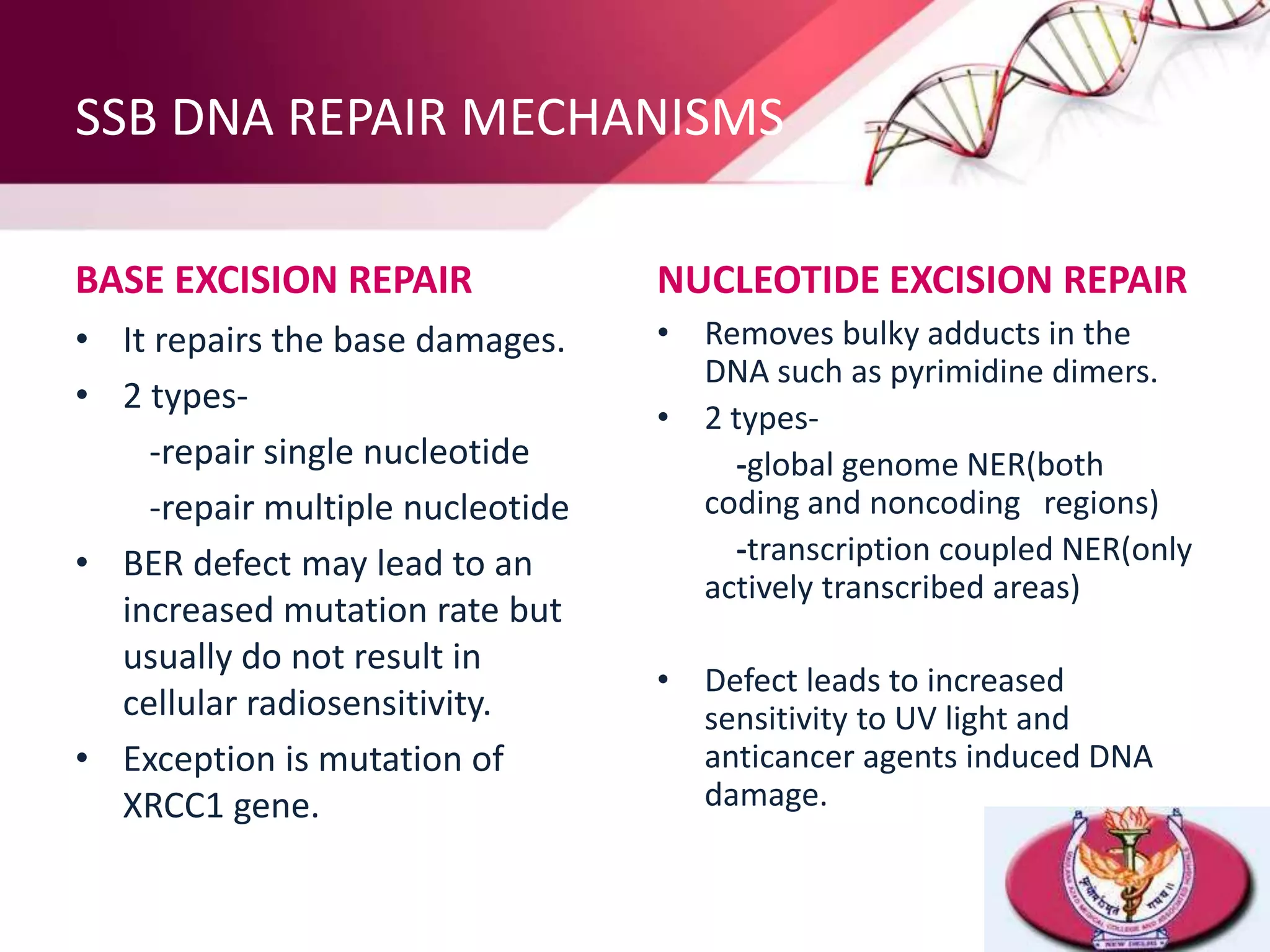 Dna response to radiotherapy | PPTX