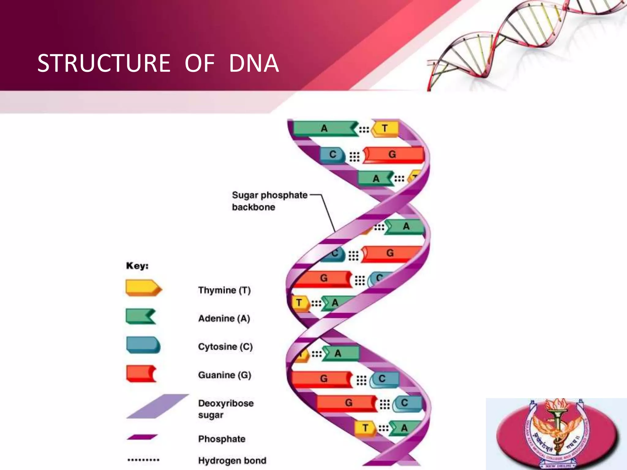 Dna response to radiotherapy | PPTX