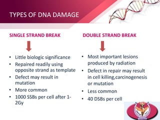 Dna response to radiotherapy | PPTX