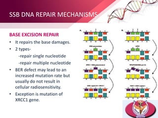 Dna response to radiotherapy | PPTX | Cancer | Diseases and Conditions