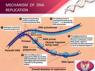 Dna response to radiotherapy | PPTX