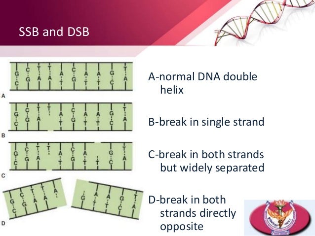 Dna response to radiotherapy