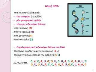 DNA, RNA & μεταλλάξεις (Κωνσταντίνα Πέτσιου-Μπεκιάρη) (1).pptx