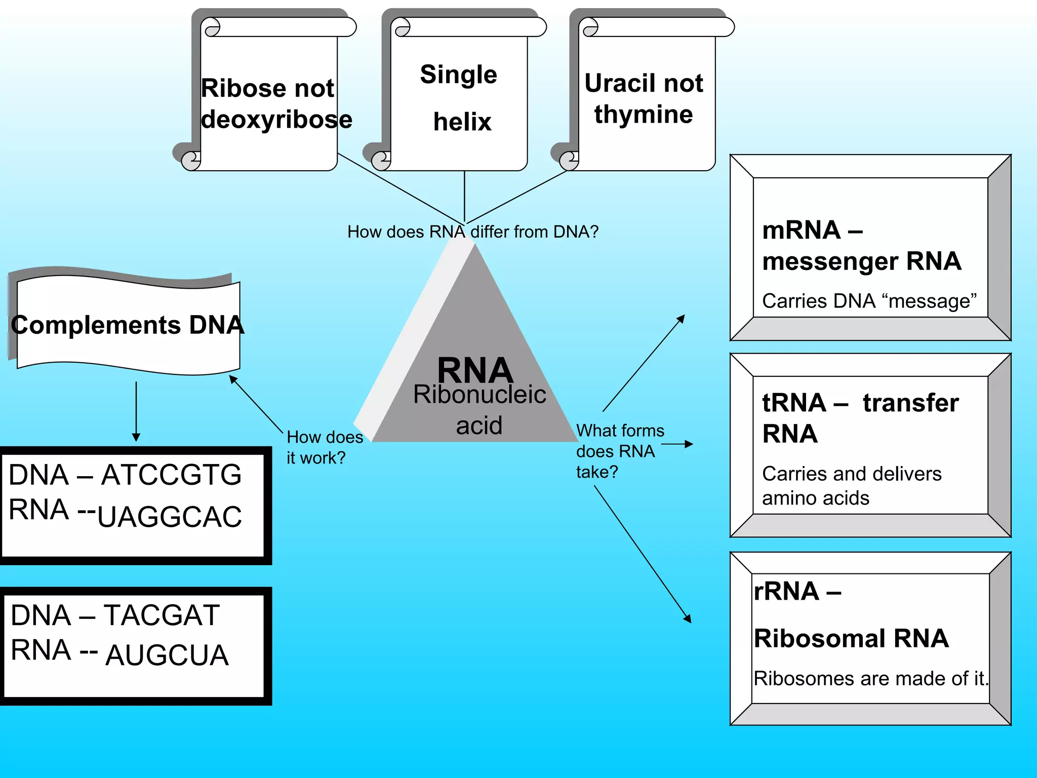 DNA & RNA | PPT