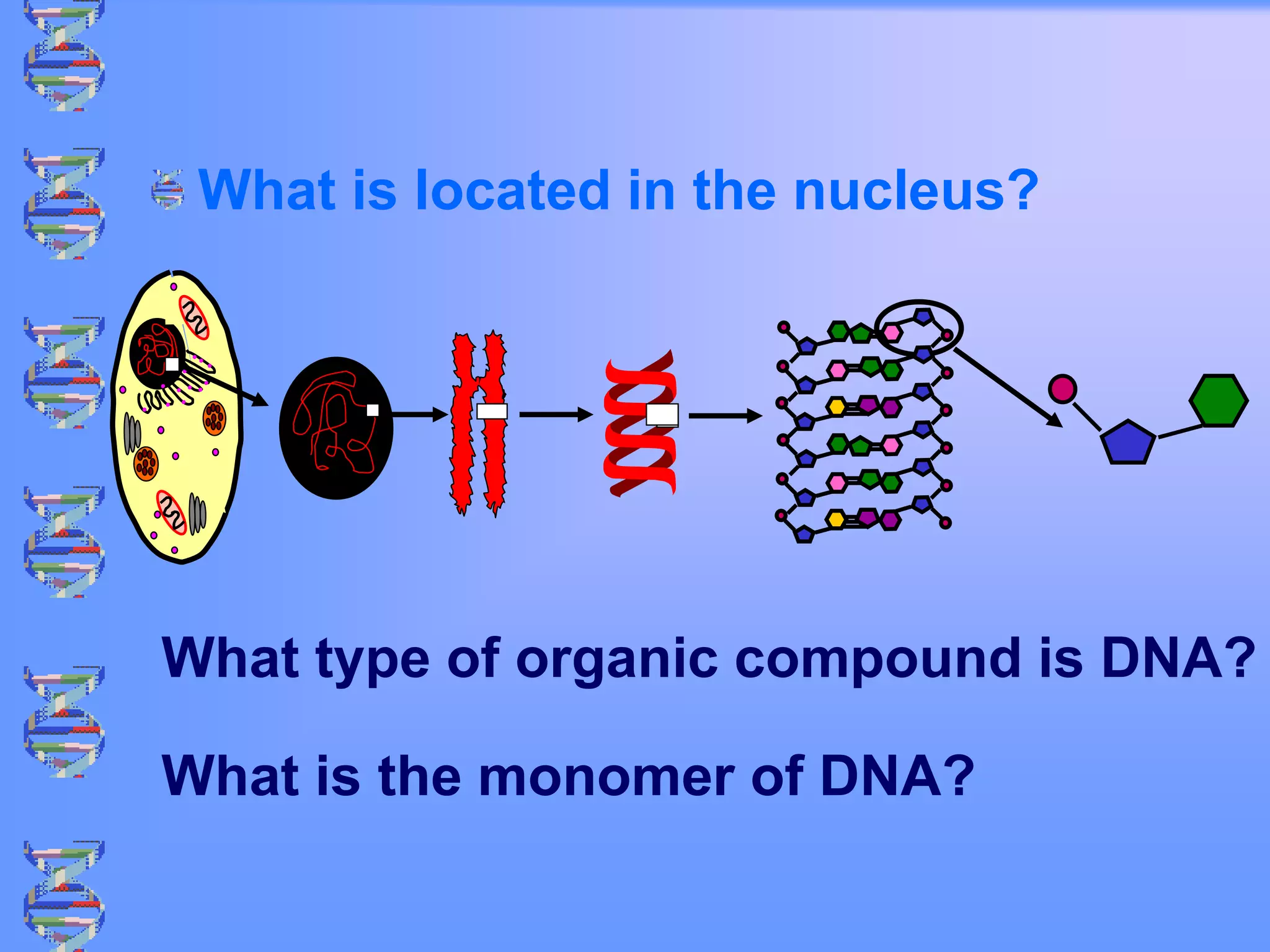 DNA RNA-101.ppt