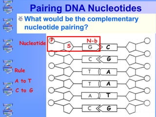DNA RNA-101.ppt