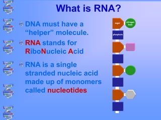 DNA RNA-101.ppt