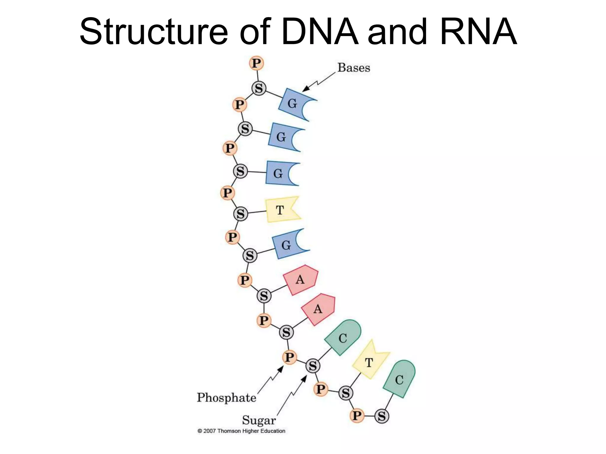 DNA & RNA | PPT