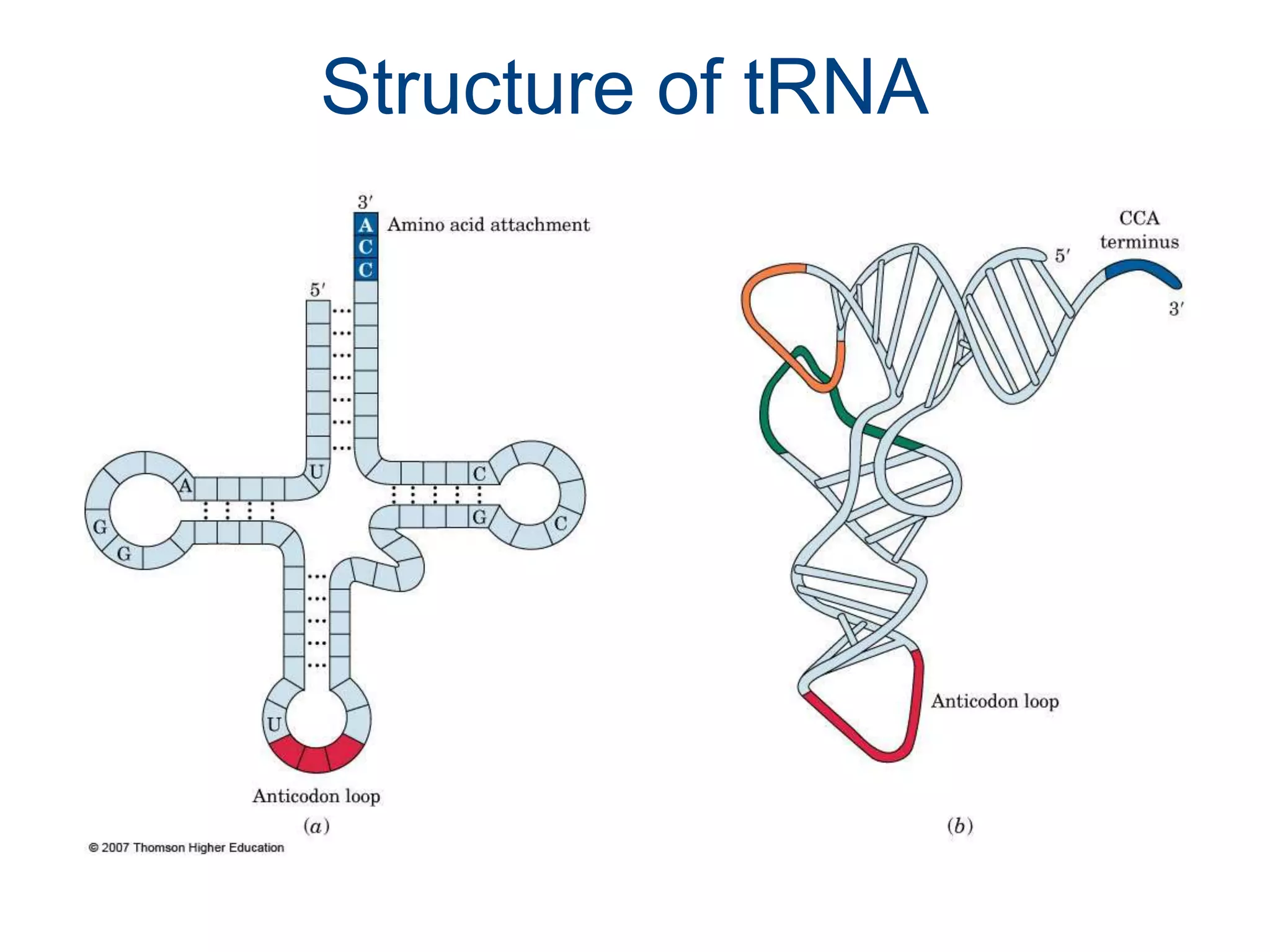 DNA & RNA | PPT