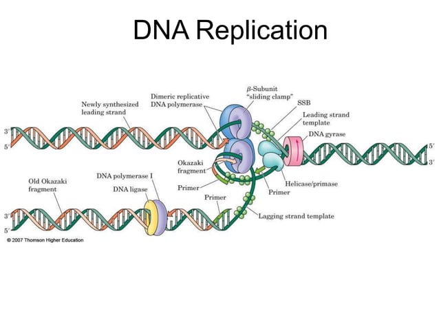 DNA & RNA