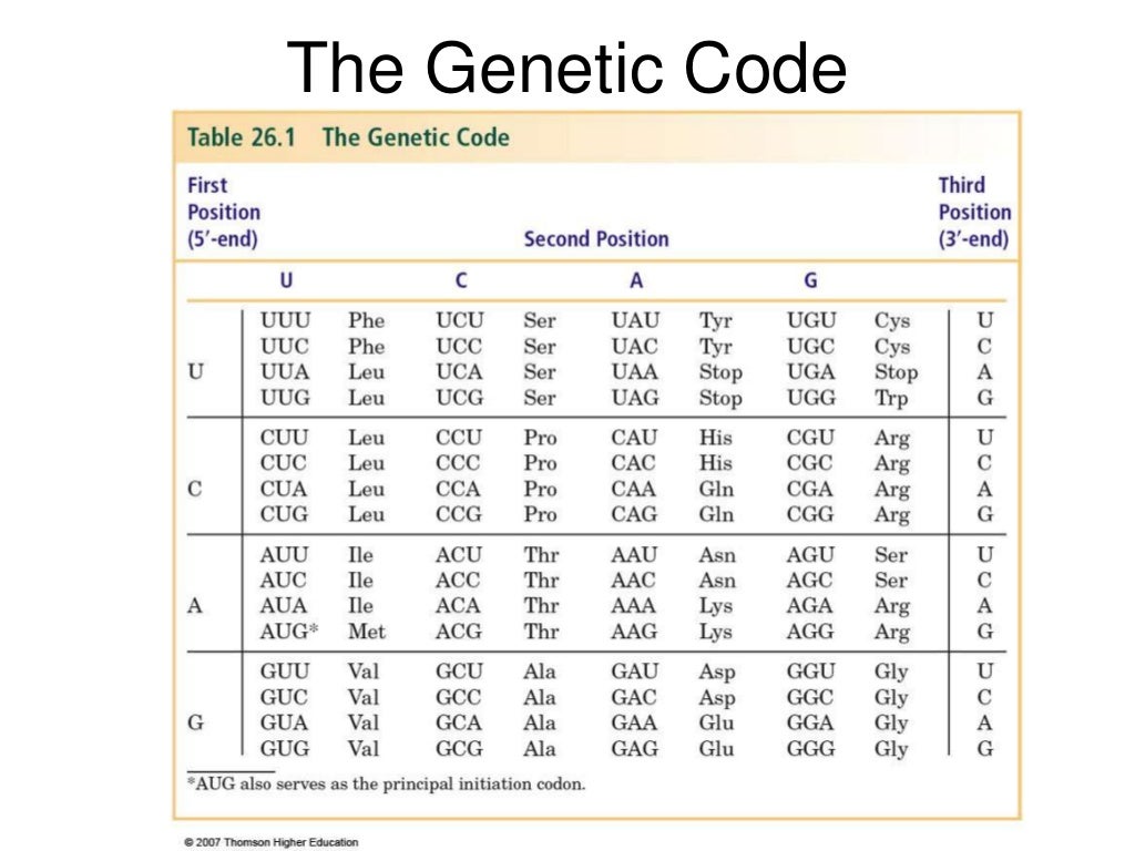 DNA & RNA