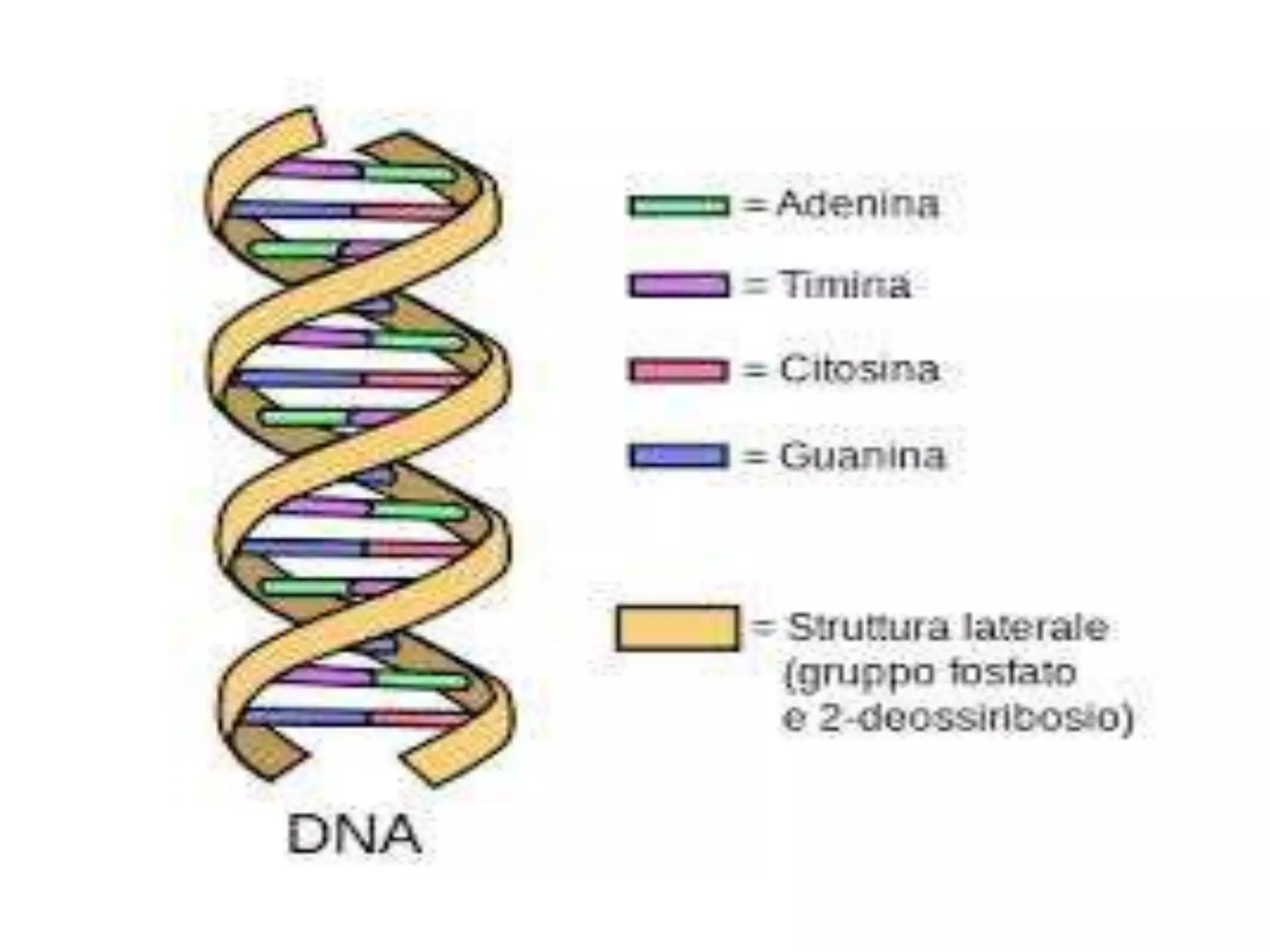 mata kuliah Biologi (DNA dan RNA ) semester 1 prodi peternakan | PPTX