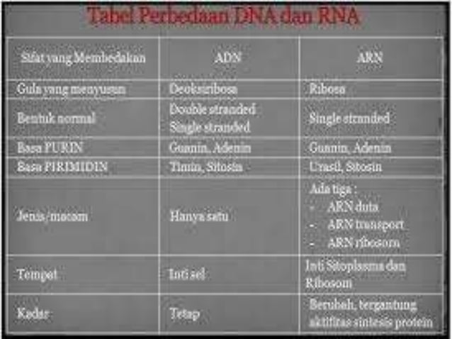 mata kuliah Biologi (DNA dan RNA ) semester 1 prodi peternakan | PPTX