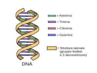 mata kuliah Biologi (DNA dan RNA ) semester 1 prodi peternakan | PPTX