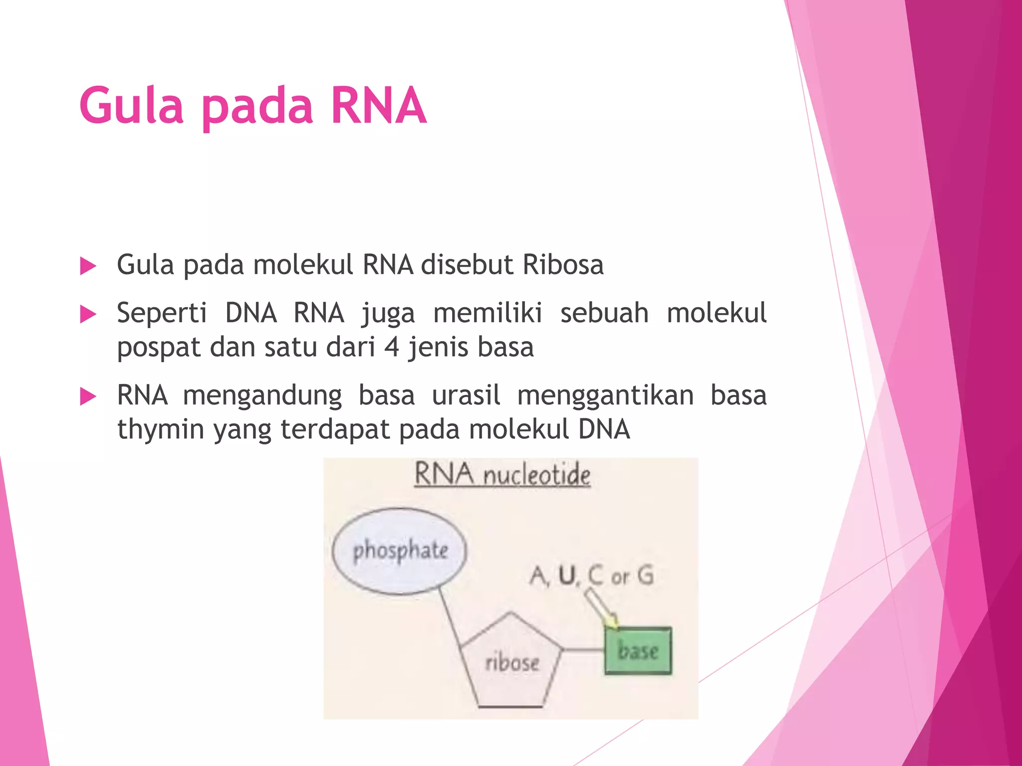 Biomolekul DNA & RNA | PPT