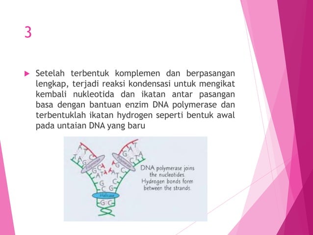 Biomolekul DNA & RNA | PPT