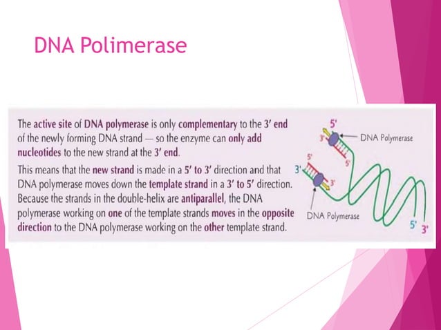Biomolekul DNA & RNA | PPT