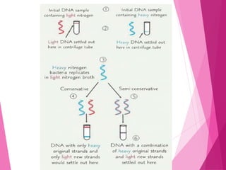 Biomolekul DNA & RNA | PPT
