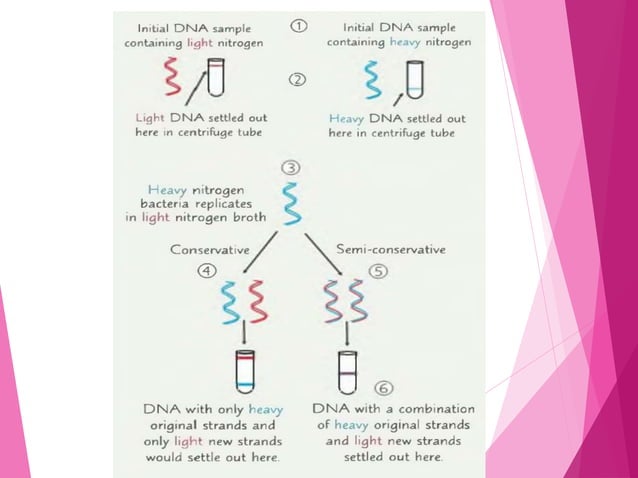 Biomolekul DNA & RNA | PPT