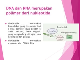 Biomolekul DNA & RNA | PPT