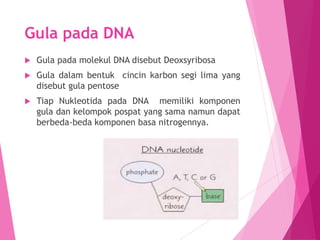 Biomolekul DNA & RNA | PPT