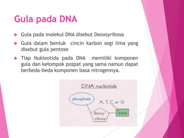 Biomolekul Dna And Rna Ppt