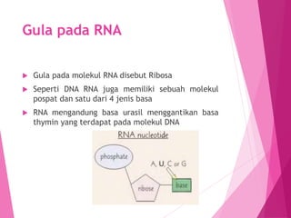 Biomolekul DNA & RNA | PPT