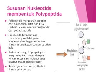 Biomolekul DNA & RNA | PPT