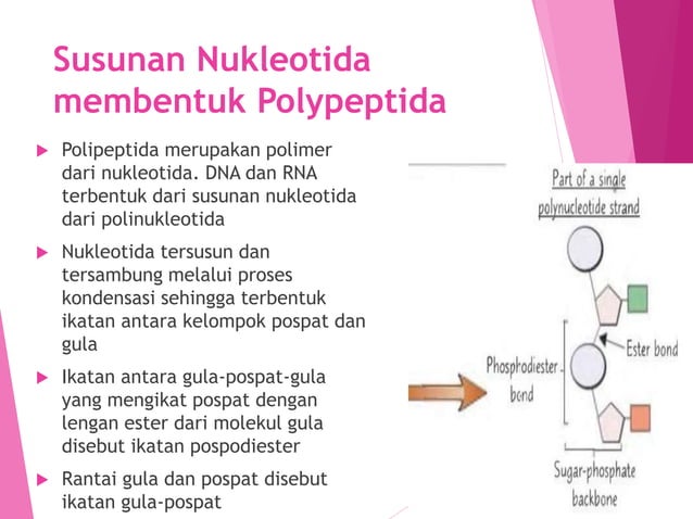 Biomolekul DNA & RNA | PPT
