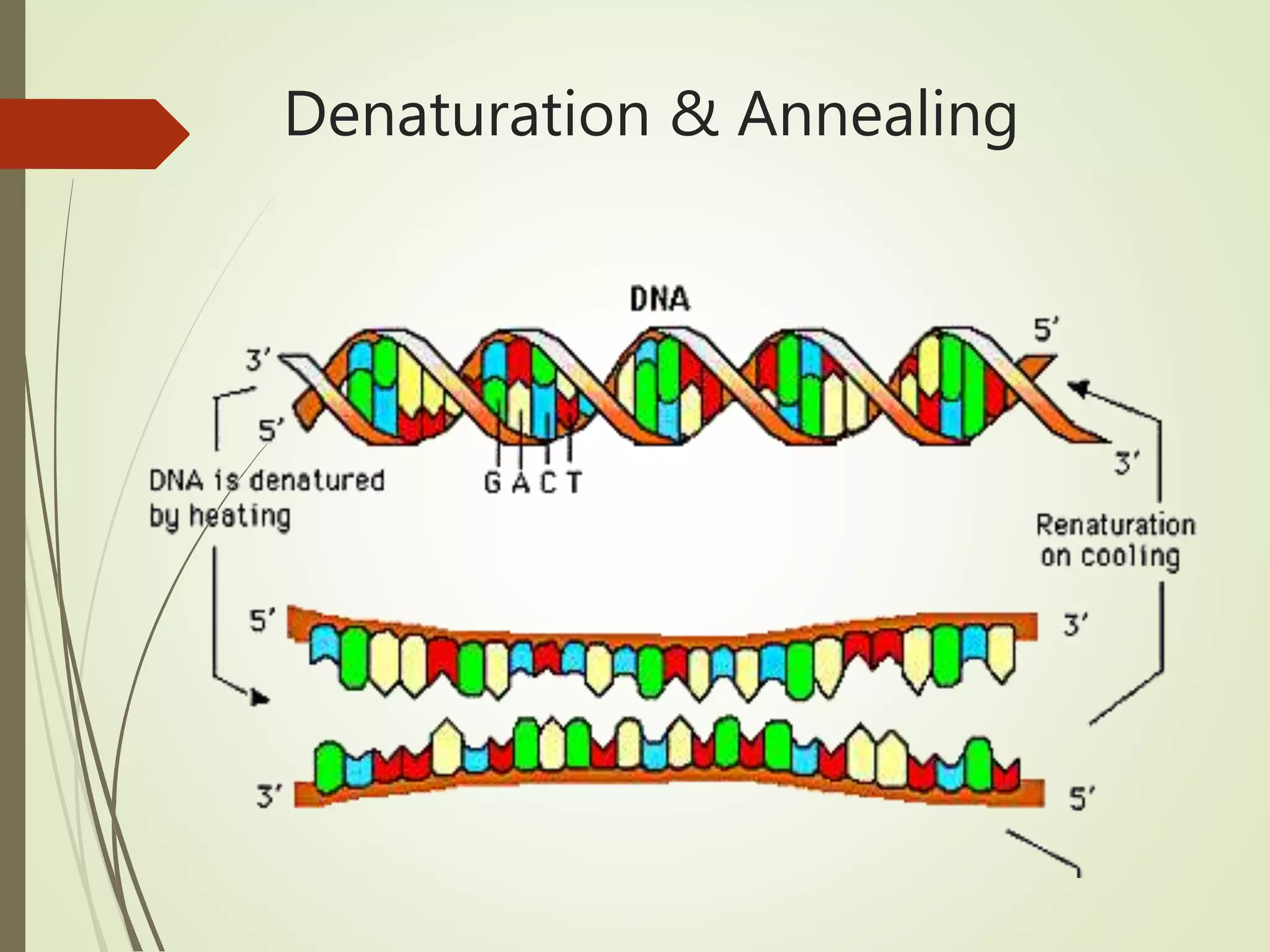 DNA & RNA | PPTX